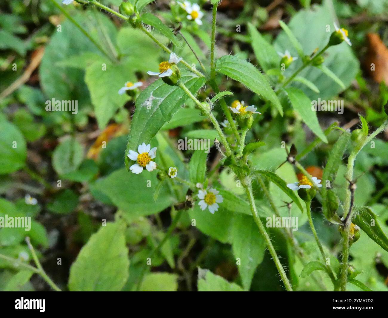 shaggy soldier (Galinsoga quadriradiata Stock Photo - Alamy