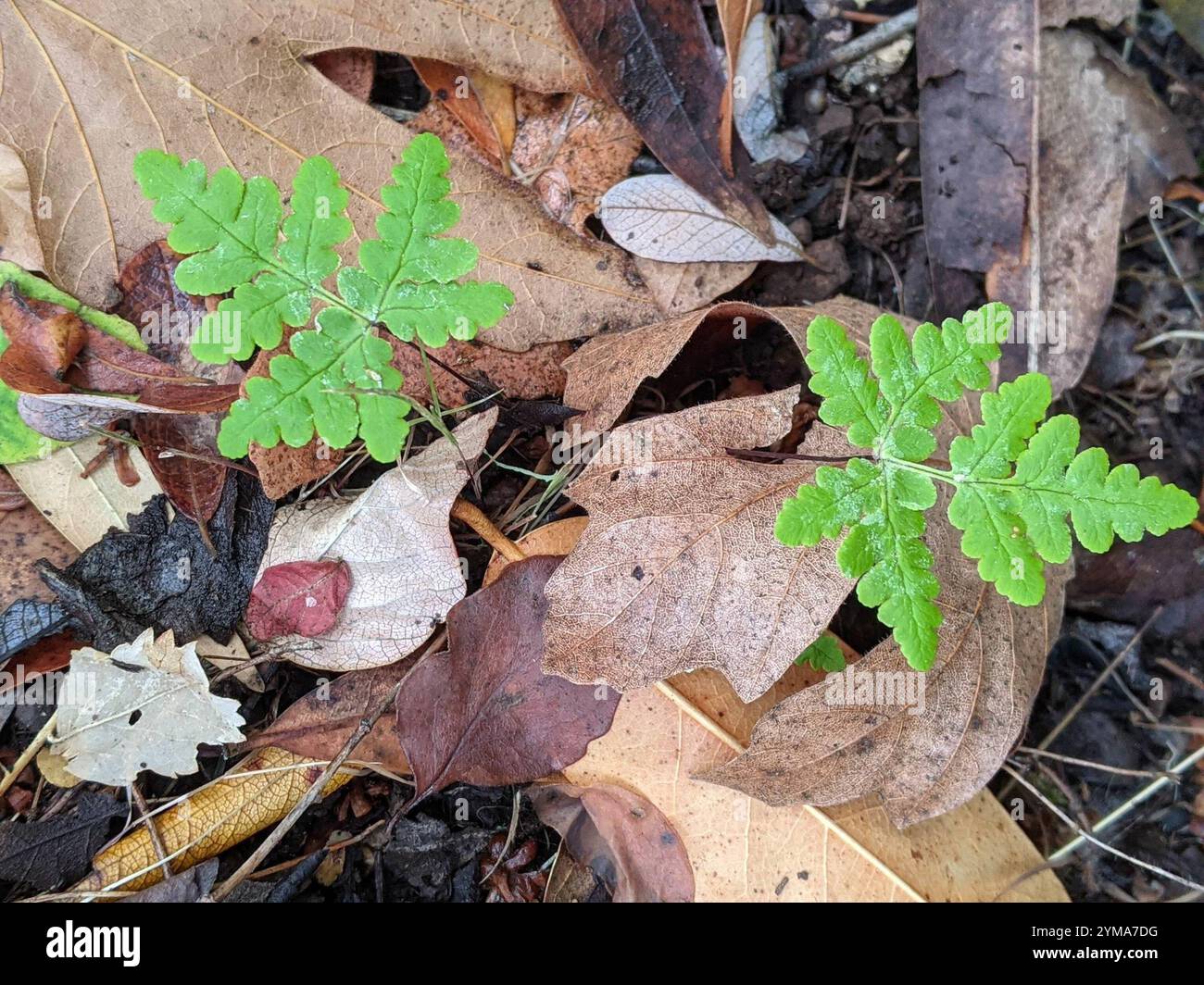 goldback fern (Pentagramma triangularis Stock Photo - Alamy