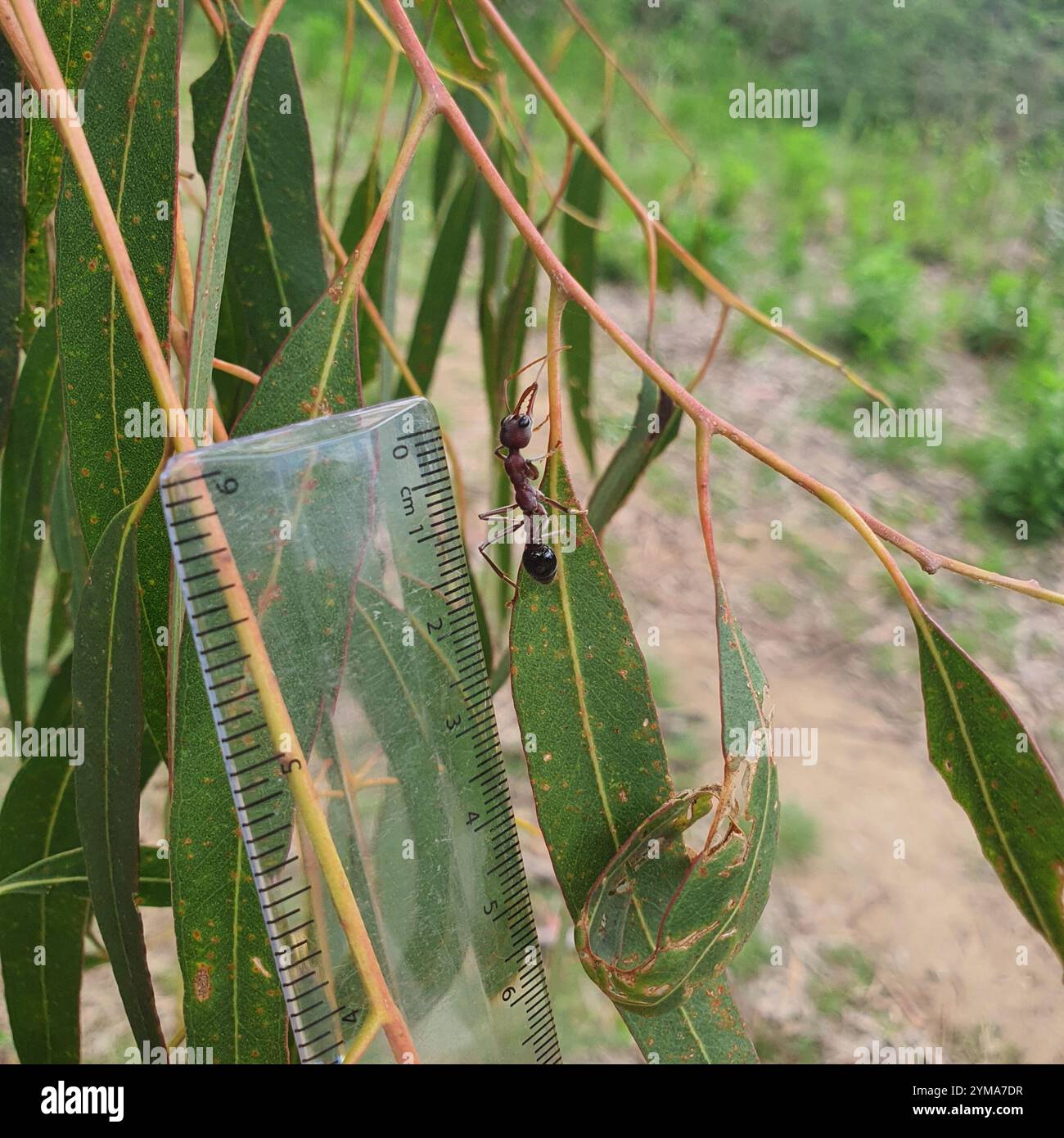 Australian Red Bull Ant (Myrmecia simillima Stock Photo - Alamy