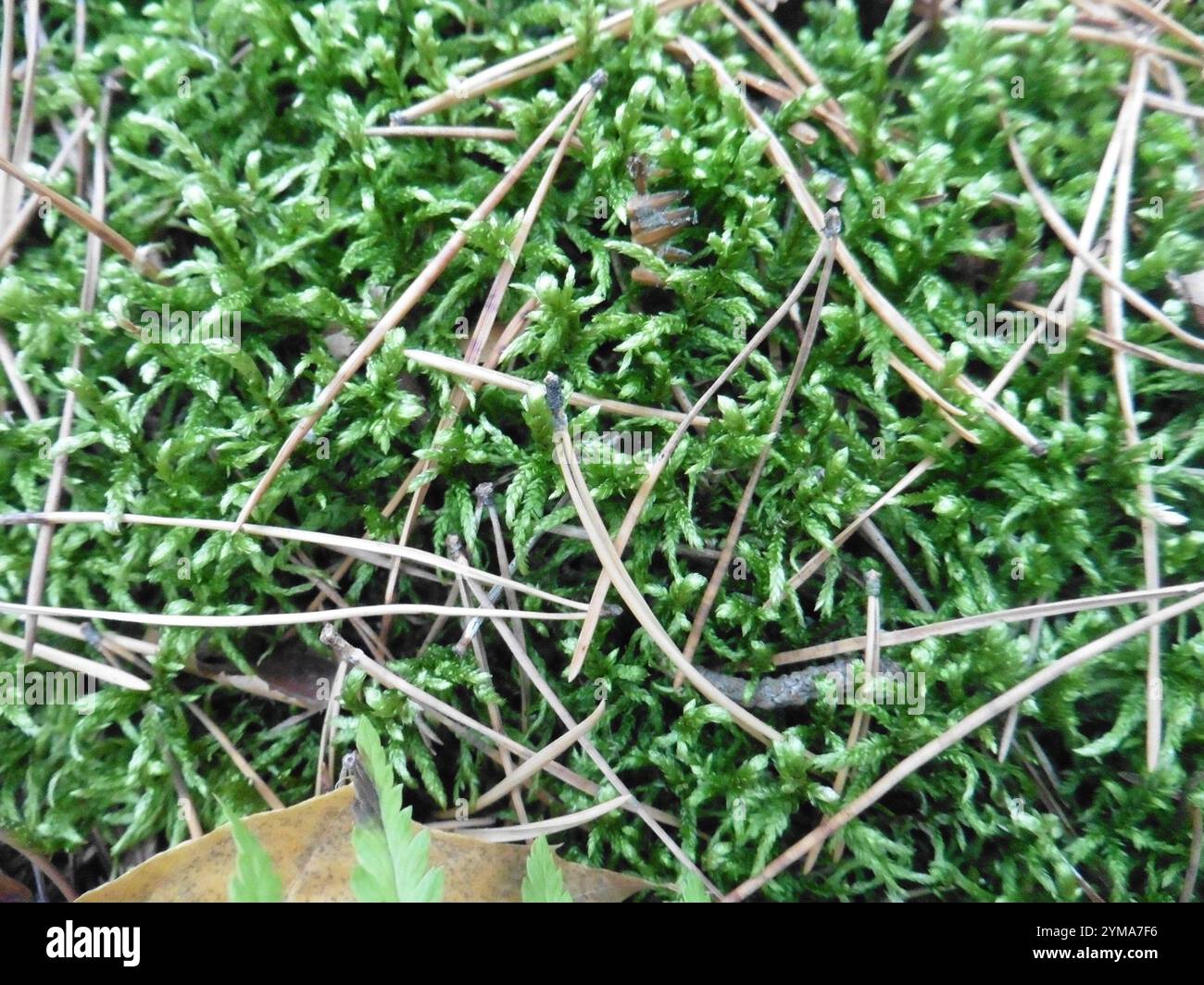 Red-stemmed Feather Moss (Pleurozium schreberi Stock Photo - Alamy
