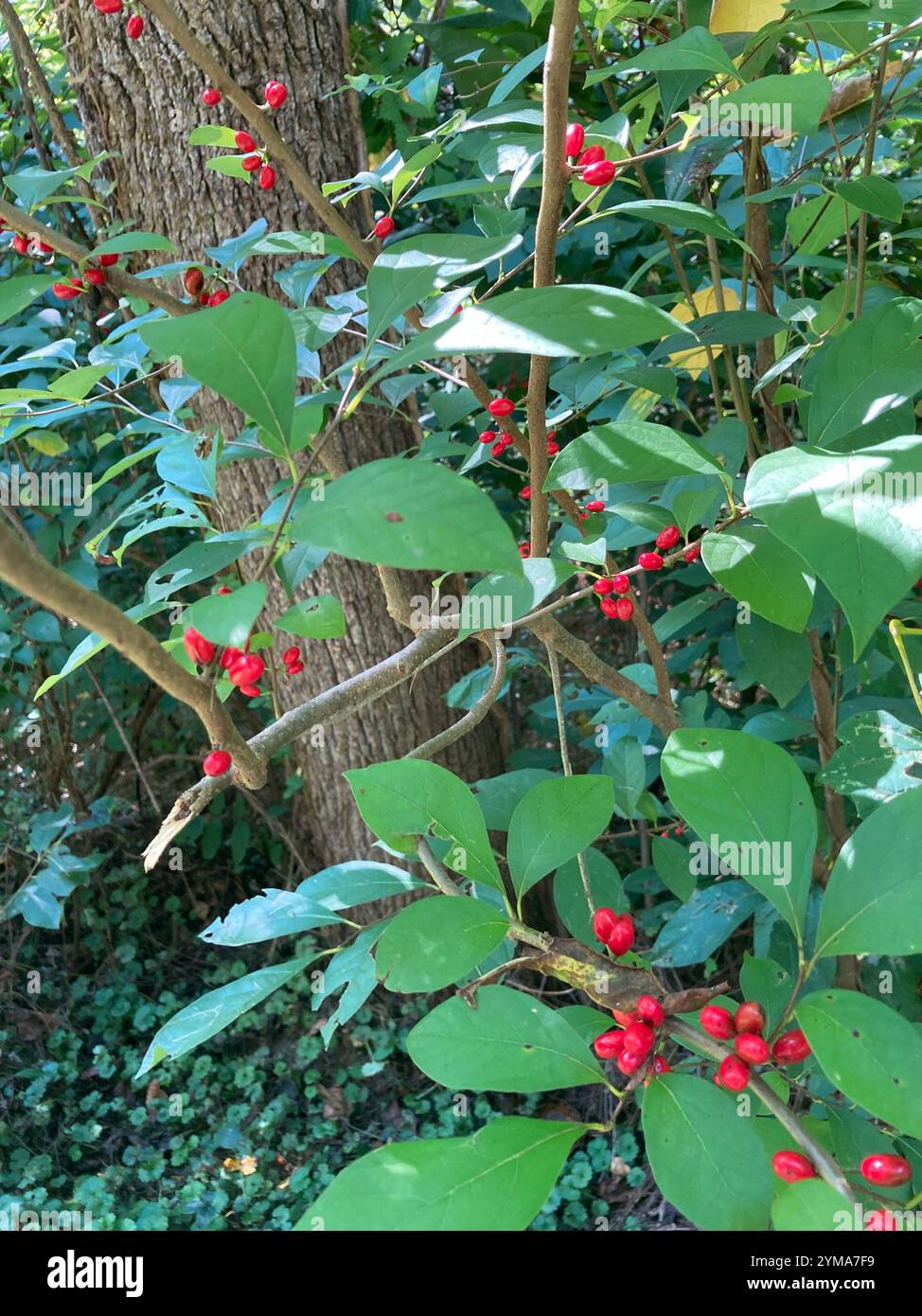 northern spicebush (Lindera benzoin Stock Photo - Alamy