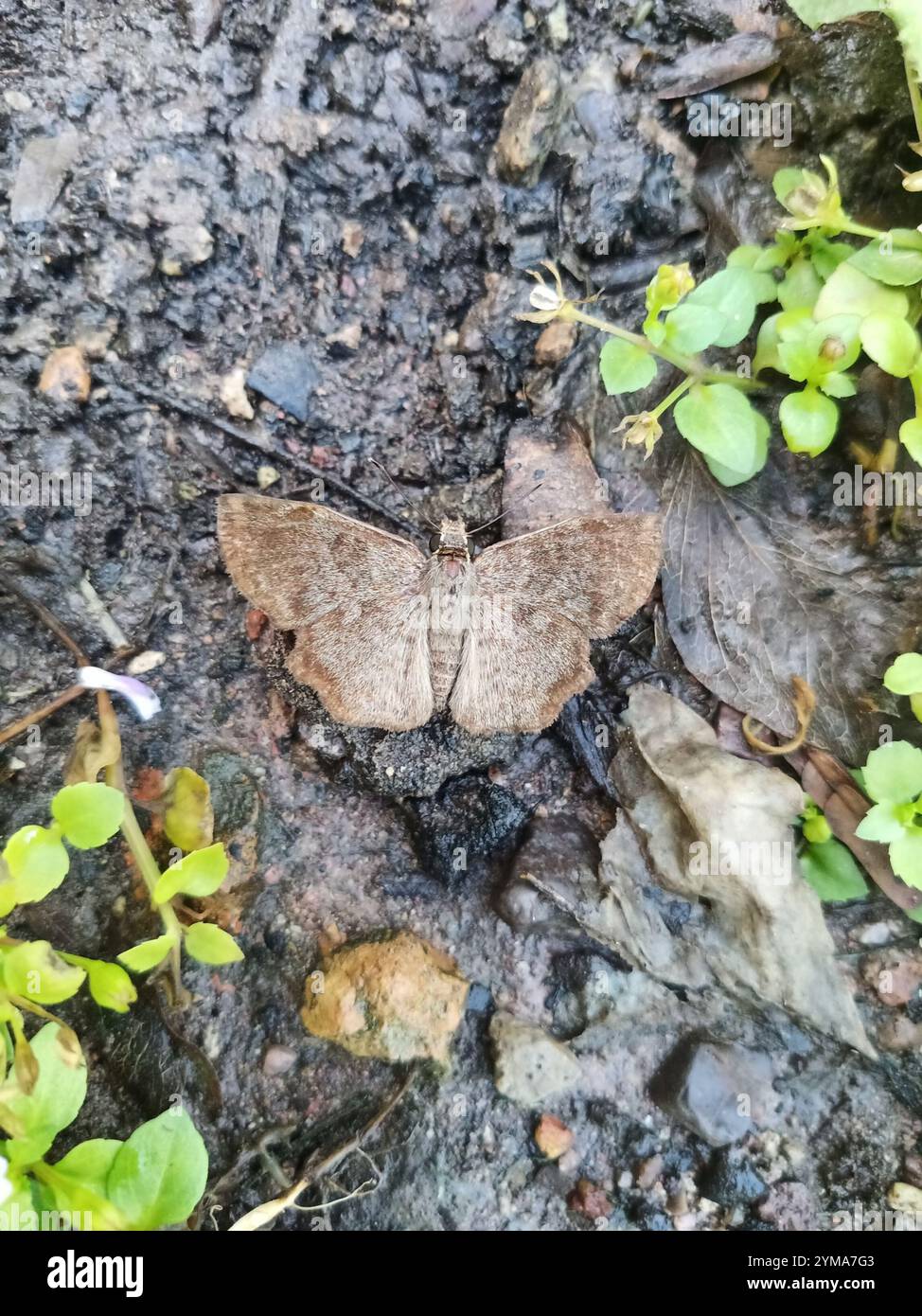 Common Spurwing (Antigonus erosus Stock Photo - Alamy