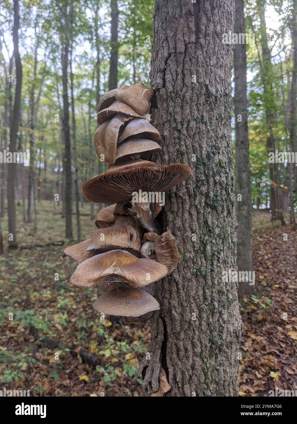 honey mushrooms (Armillaria Stock Photo - Alamy