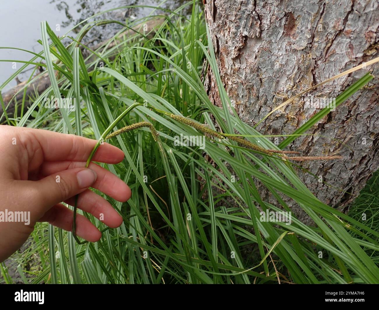 true sedges (Carex Stock Photo - Alamy