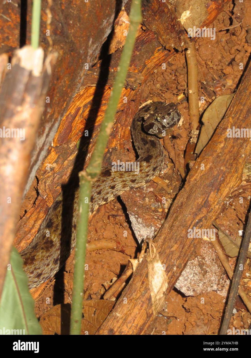 Common Lancehead (Bothrops atrox Stock Photo - Alamy
