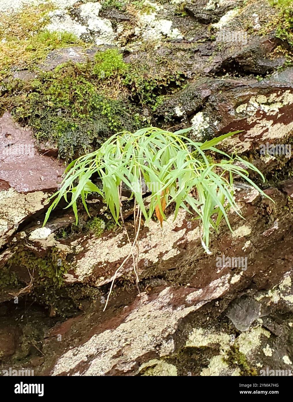 vascular plants (Tracheophyta Stock Photo - Alamy