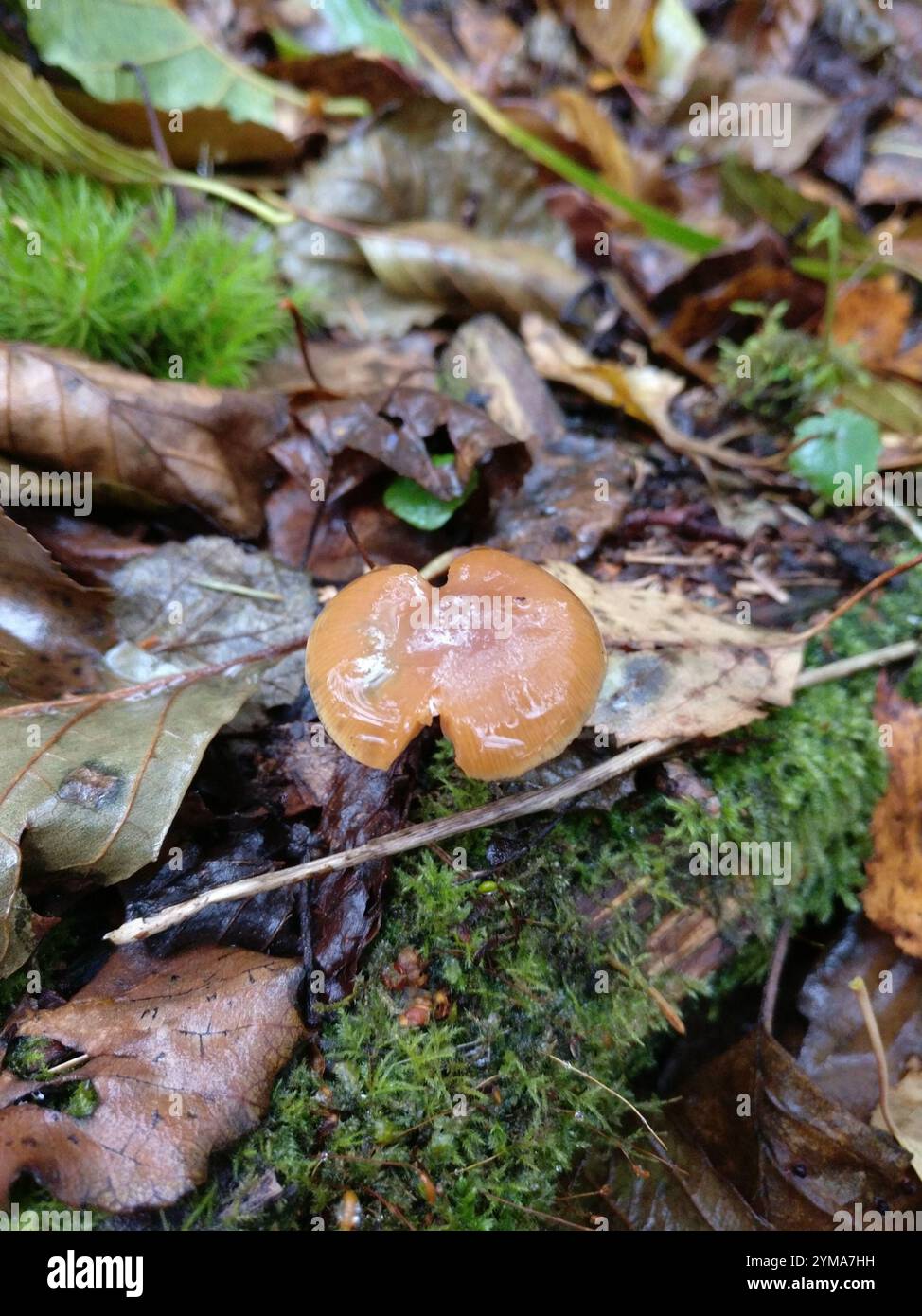Moss Bells (Galerina Stock Photo - Alamy