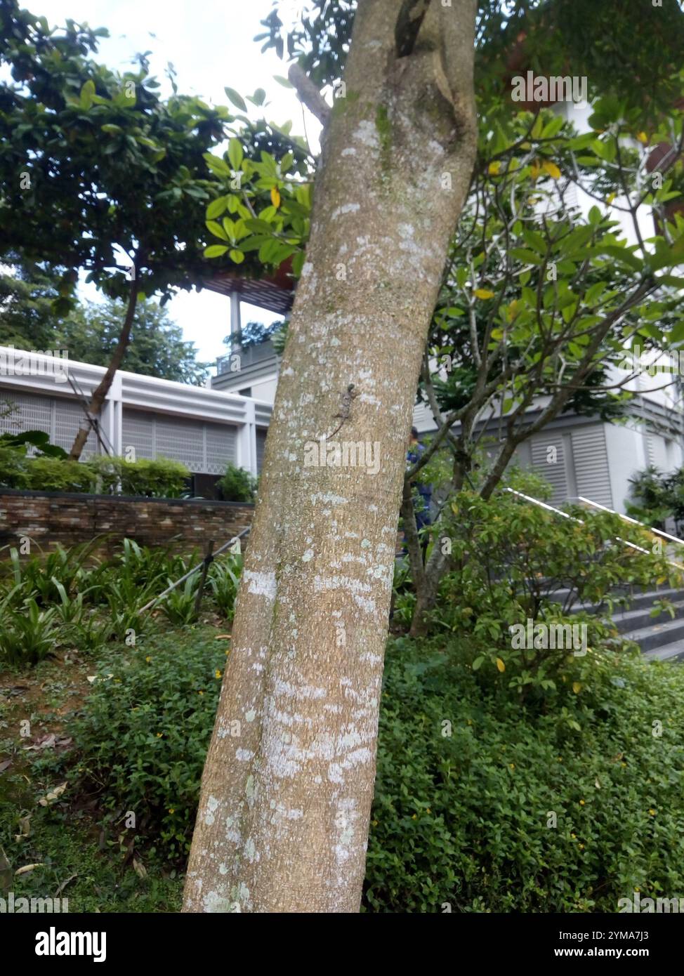 Sumatran Flying Dragon (Draco sumatranus Stock Photo - Alamy