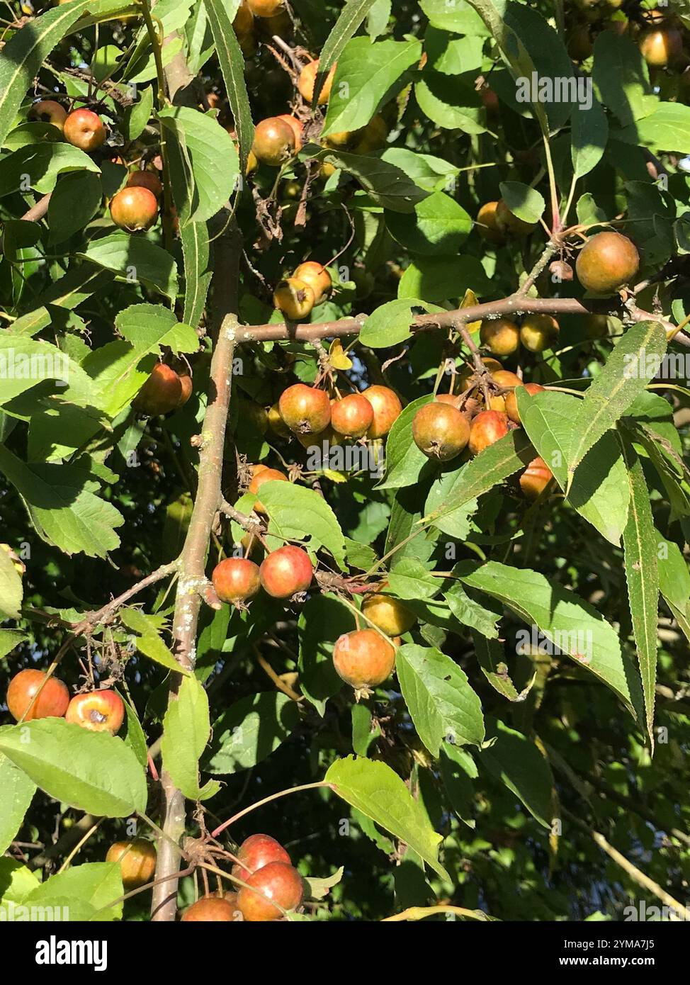 Pear-leaf Crabapple (Malus prunifolia Stock Photo - Alamy