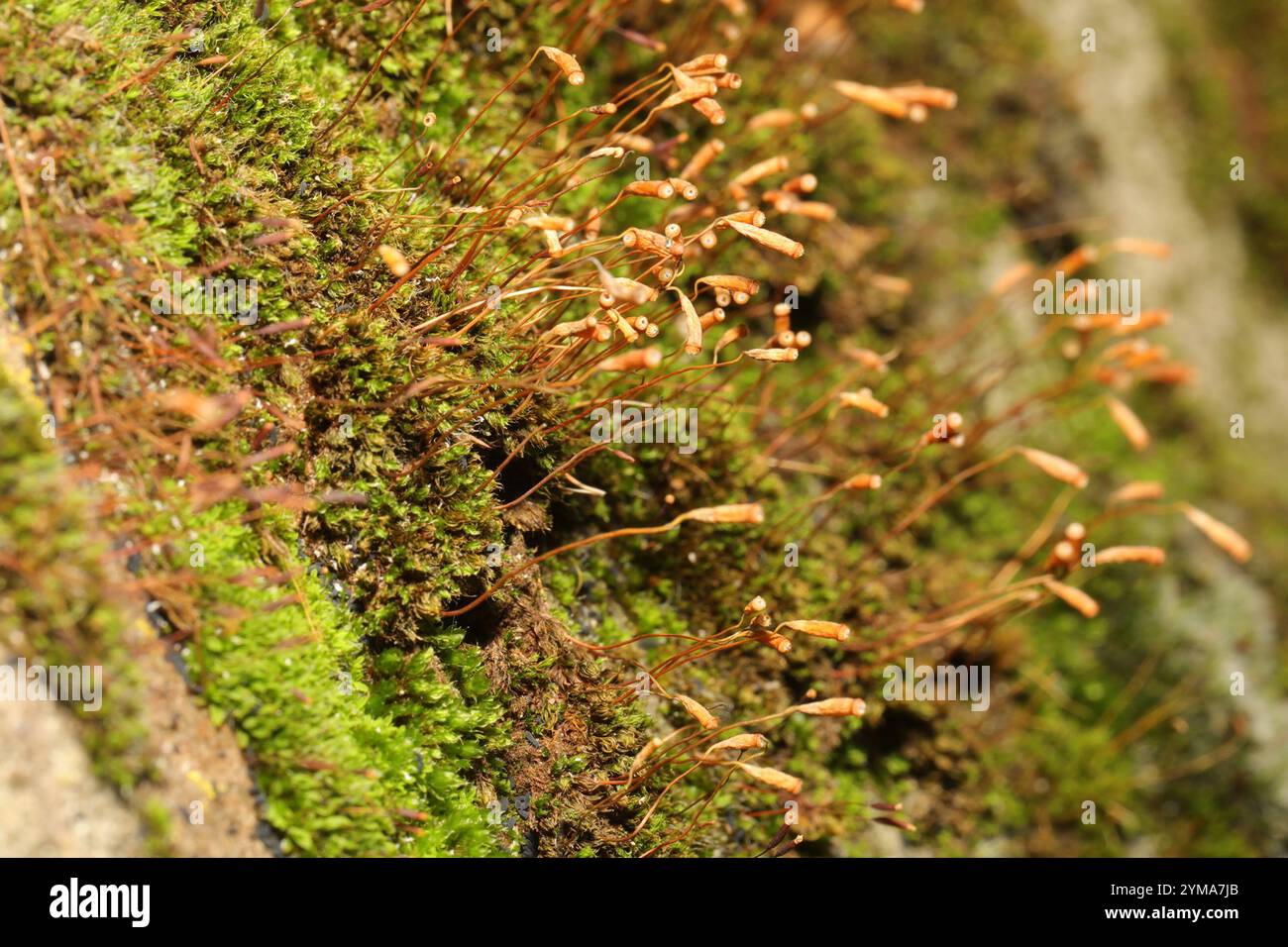 Capillary Thread-moss (Ptychostomum capillare Stock Photo - Alamy