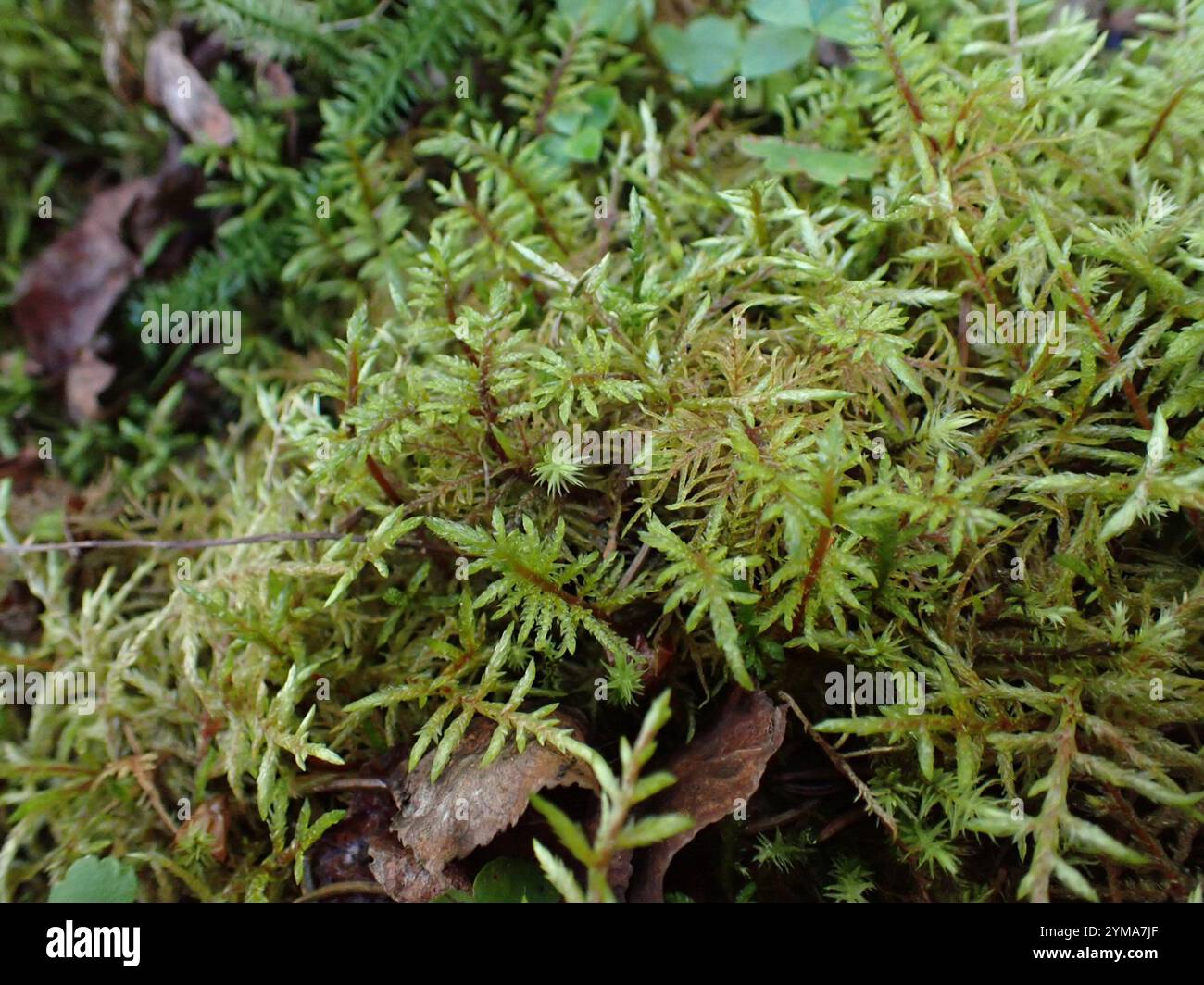 ribbed bog moss (Aulacomnium palustre Stock Photo - Alamy
