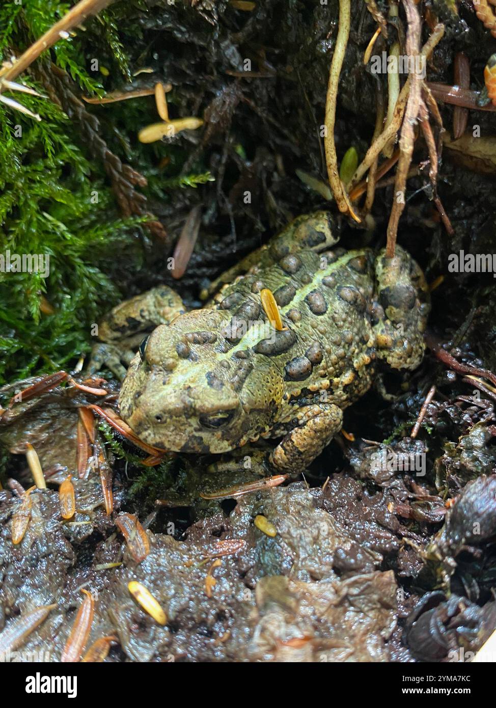 Western Toad (Anaxyrus boreas Stock Photo - Alamy