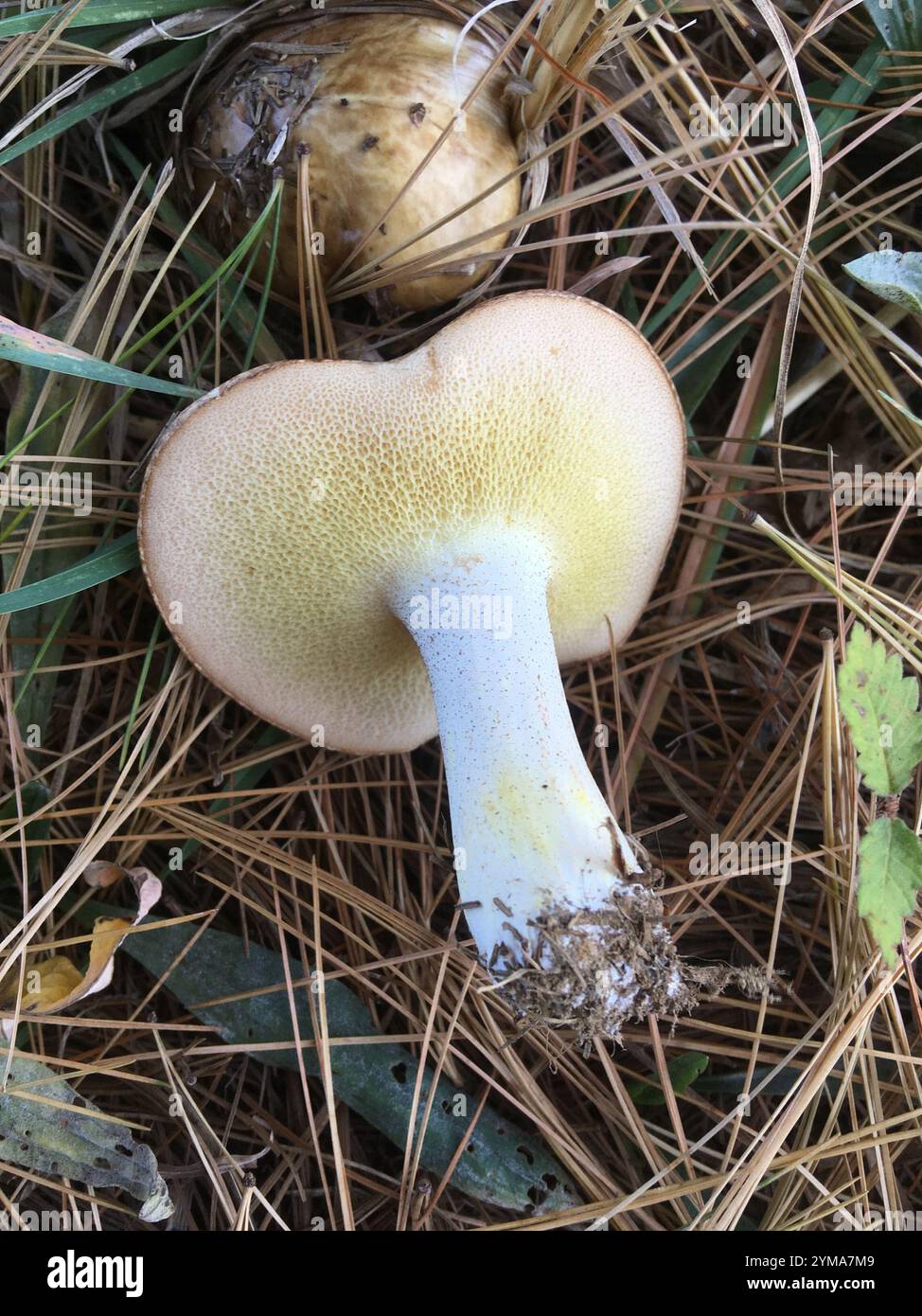 Butterball (Suillus weaverae Stock Photo - Alamy