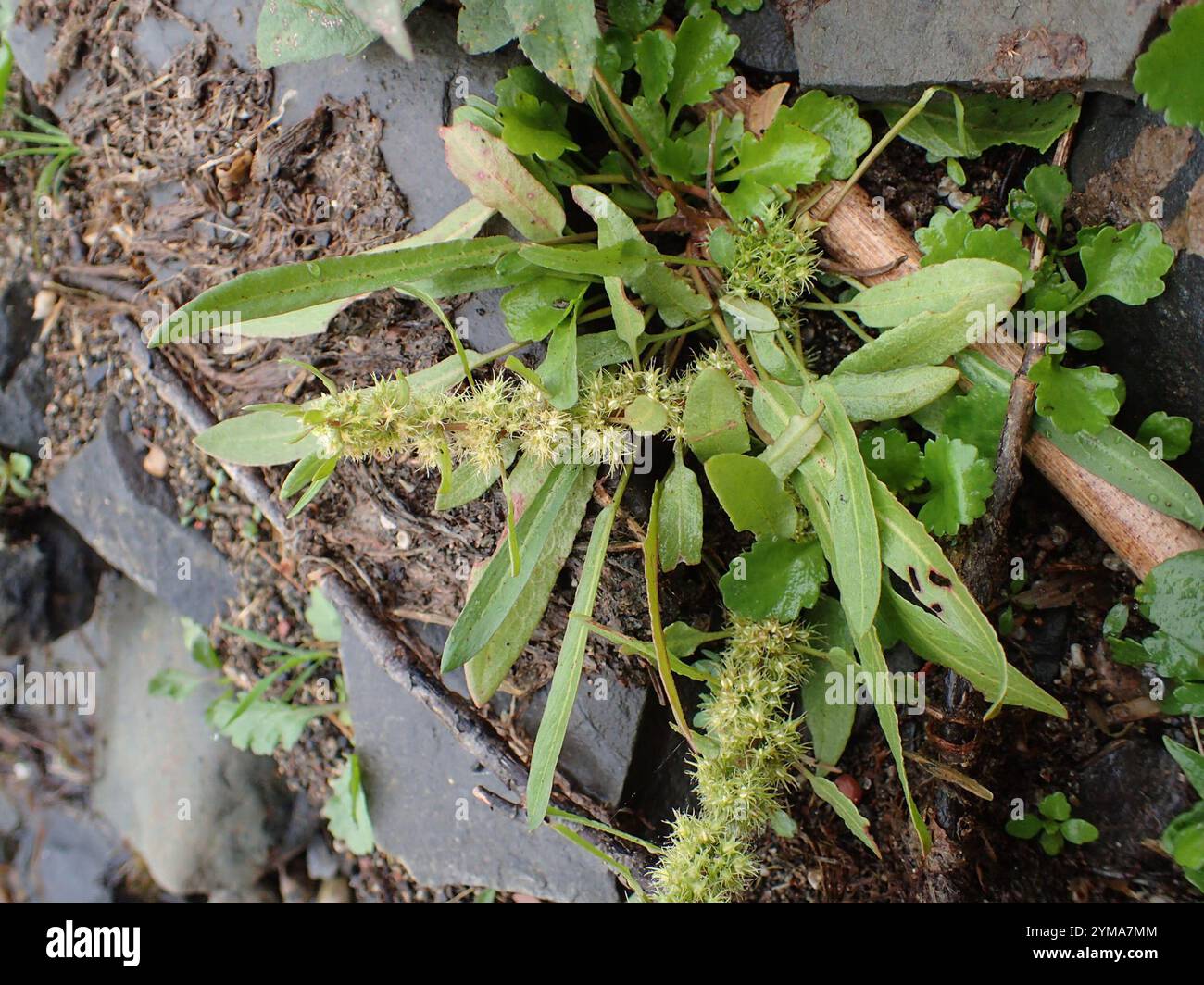 golden dock (Rumex fueginus Stock Photo - Alamy