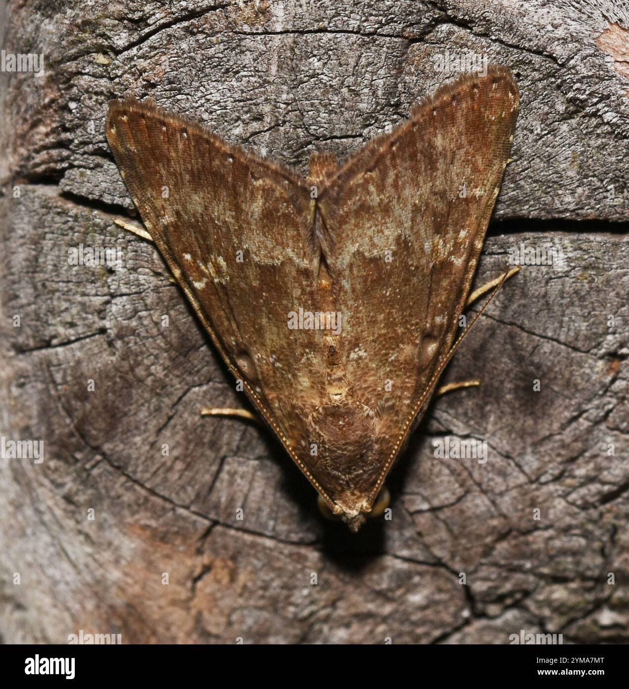 Eight-spot Moth (Amyna stricta Stock Photo - Alamy