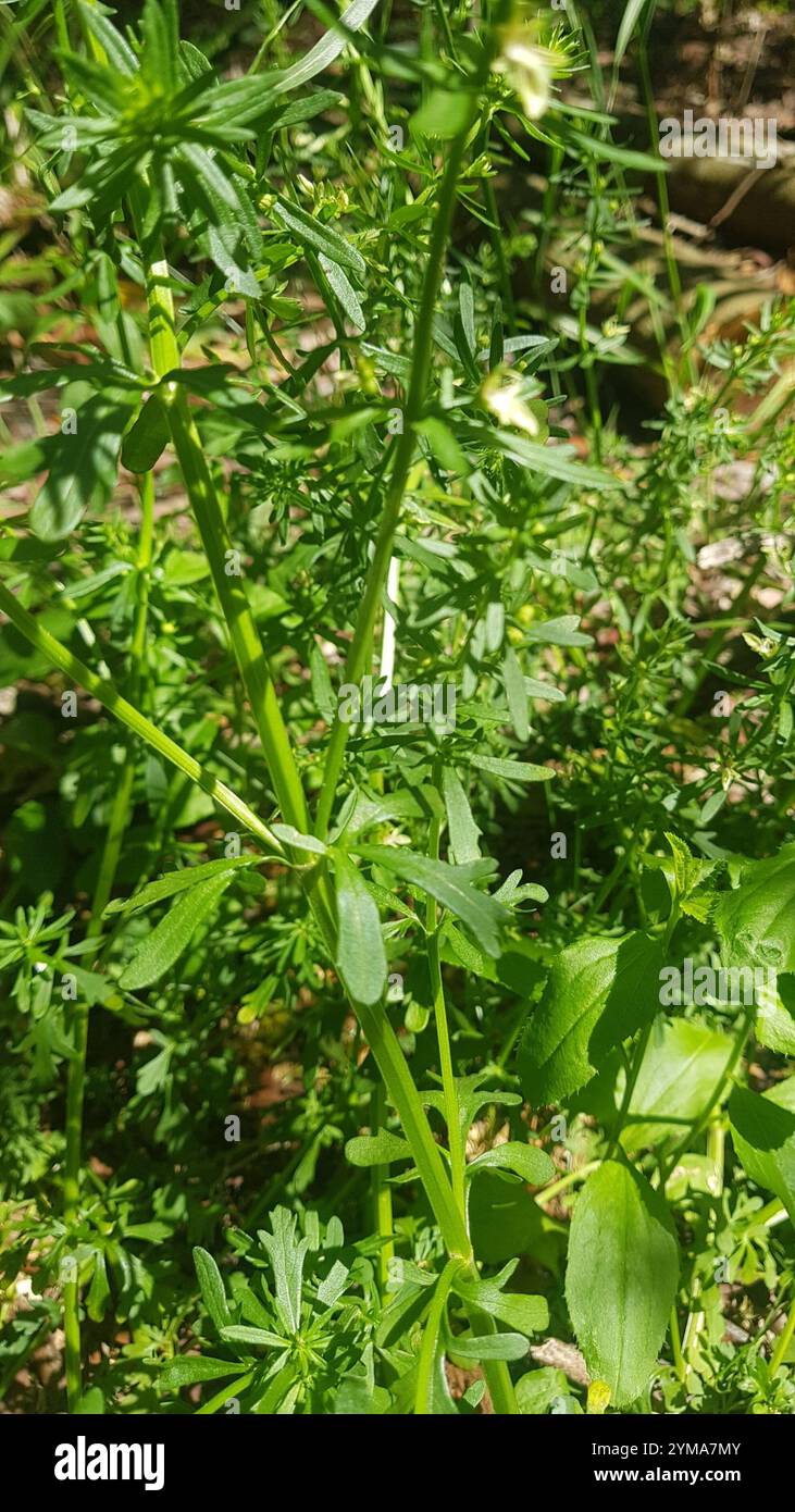 coastal germander (Teucrium cubense Stock Photo - Alamy