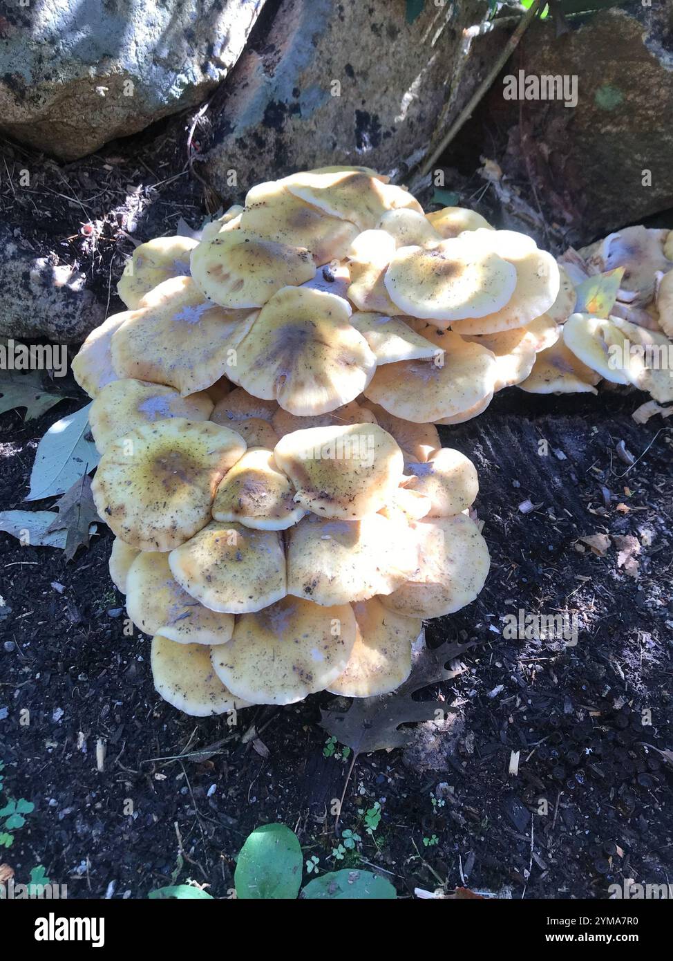 honey mushrooms (Armillaria Stock Photo - Alamy