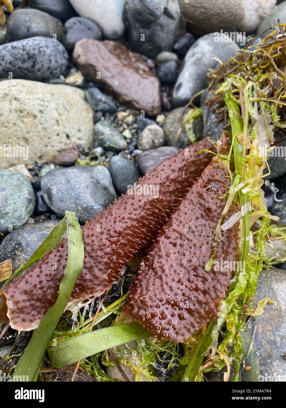 Turkish Towel (Chondracanthus exasperatus Stock Photo - Alamy
