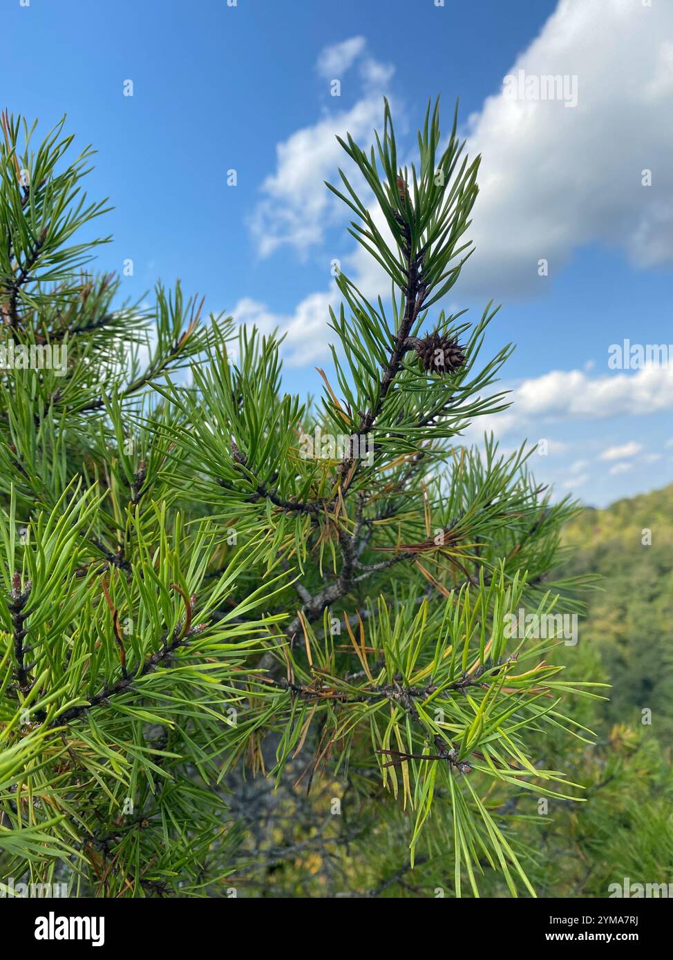 Virginia pine (Pinus virginiana Stock Photo - Alamy