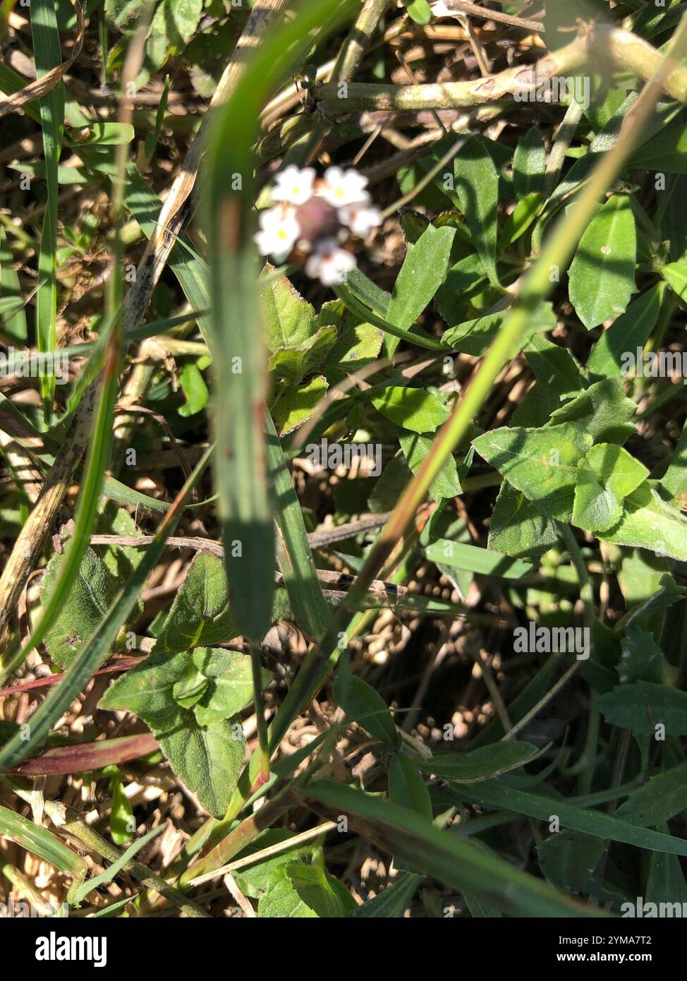 turkey tangle frogfruit (Phyla nodiflora Stock Photo - Alamy