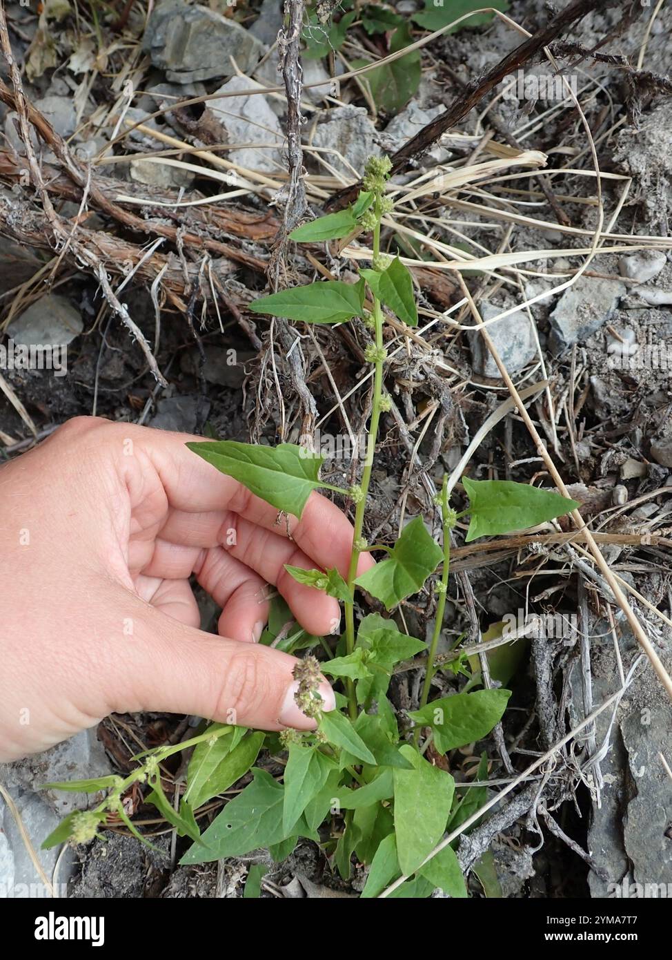 Chenopodioideae subfamily hi-res stock photography and images - Alamy