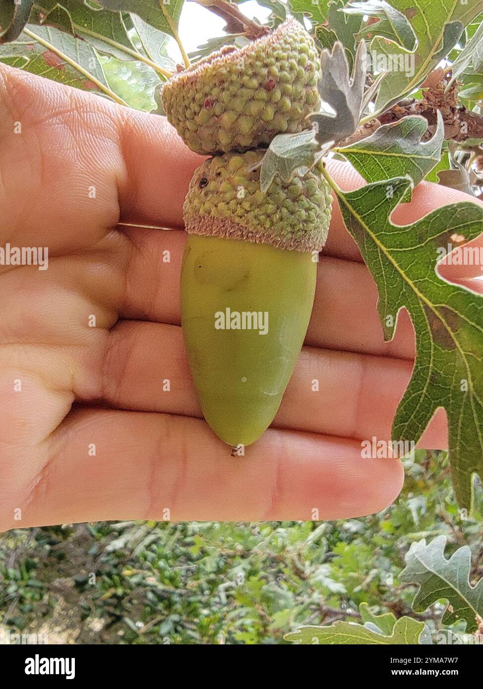 valley oak (Quercus lobata Stock Photo - Alamy