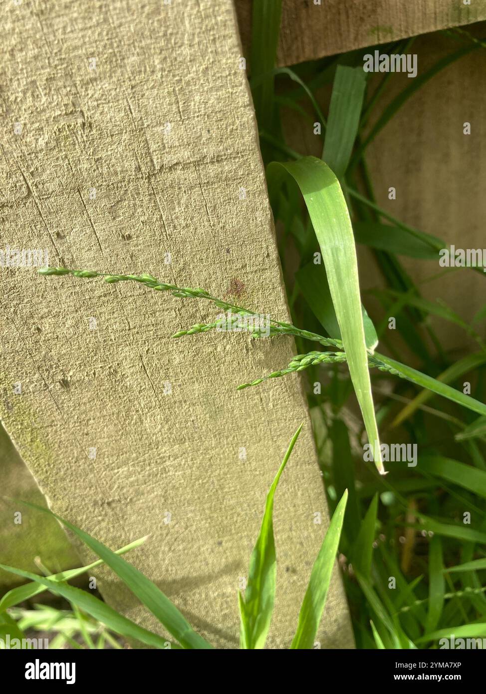 Ehrharta erecta hi-res stock photography and images - Alamy