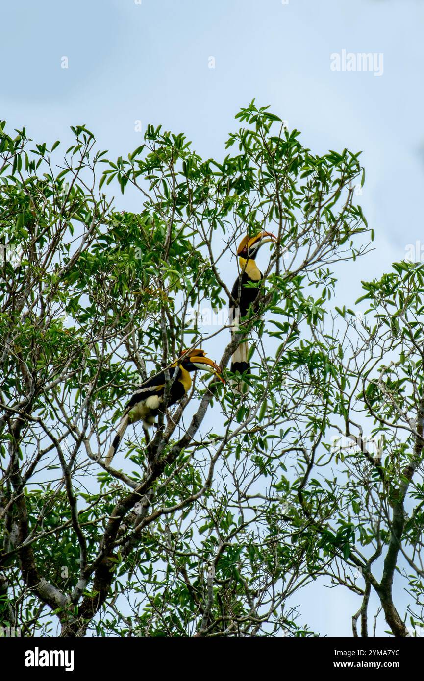 Majestic Great Hornbill in its natural habitat of loving making pair at ...