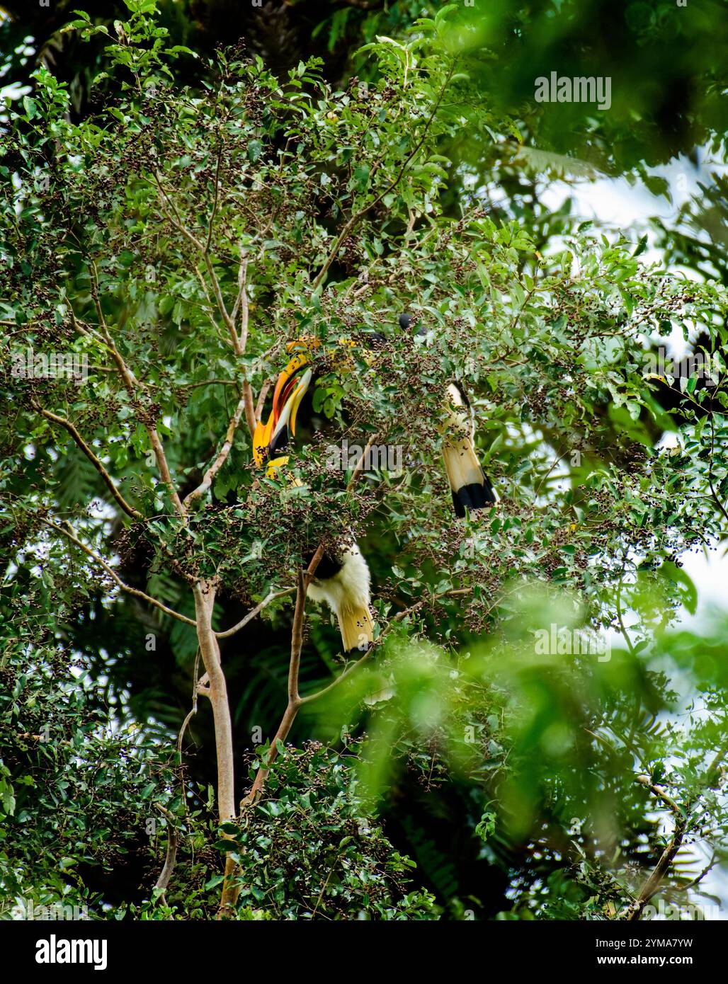 Majestic Great Hornbill in its natural habitat of loving making pair at ...