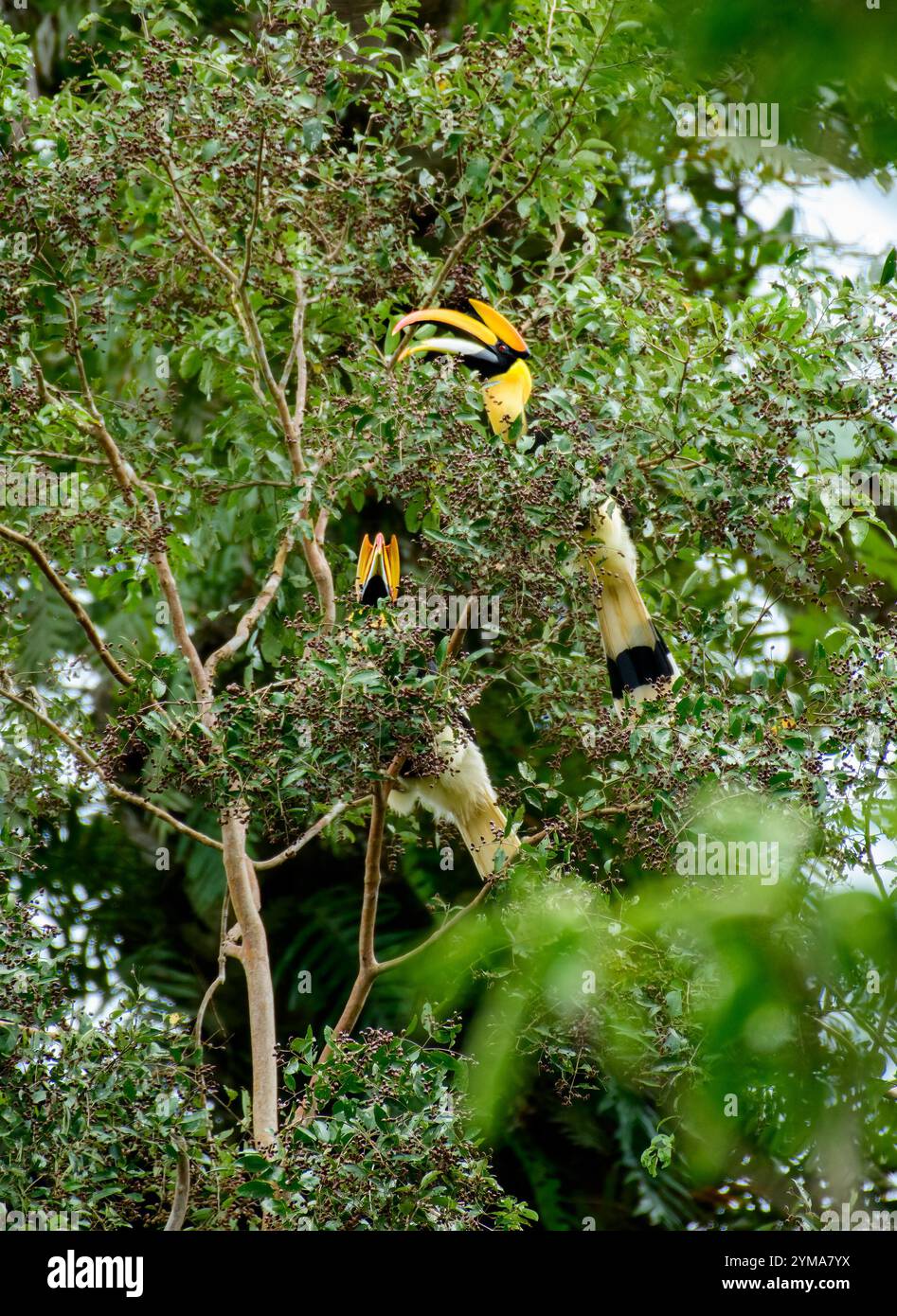 Majestic Great Hornbill in its natural habitat of loving making pair at ...
