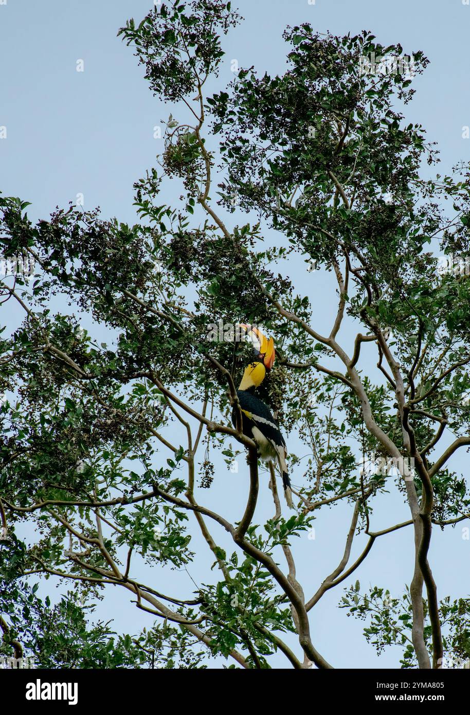 Majestic Great Hornbill in its natural habitat of loving making pair at ...