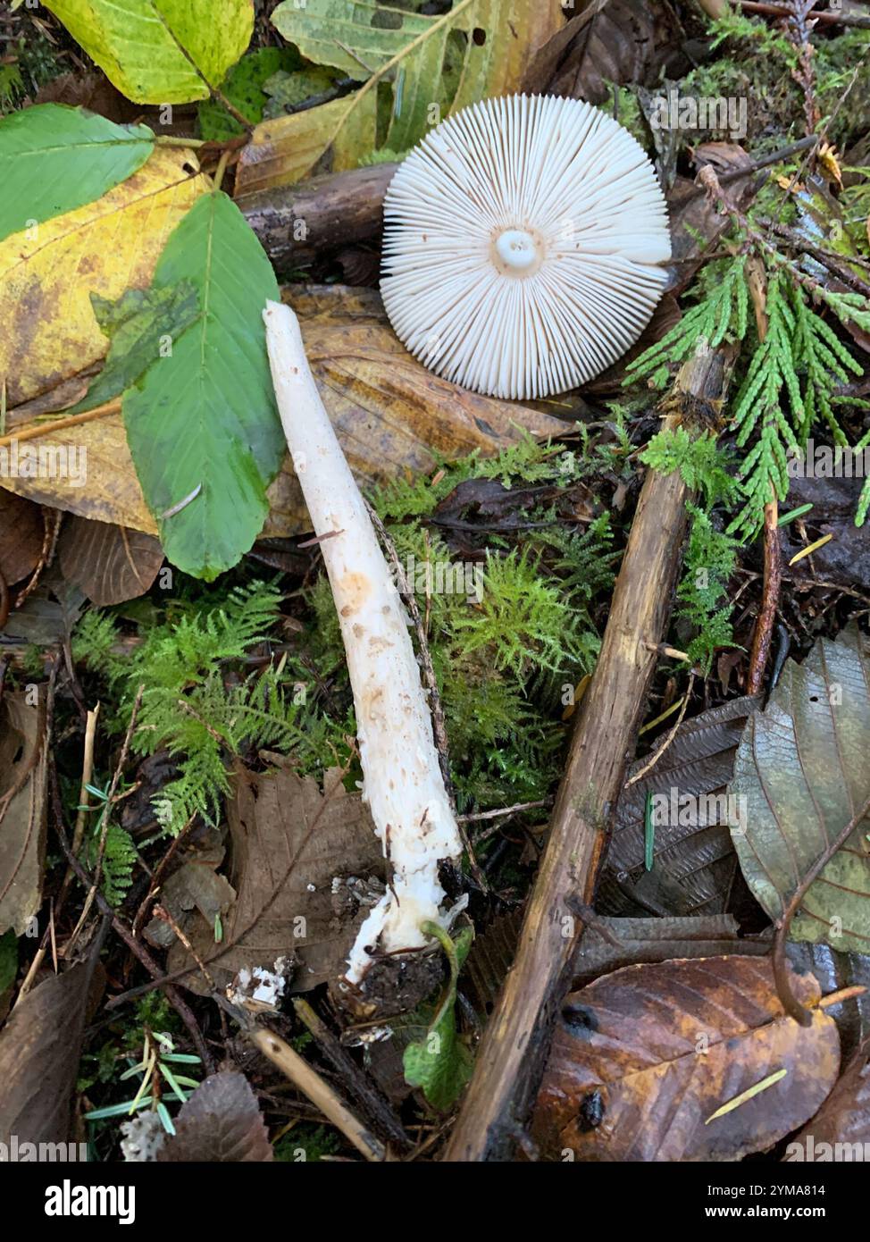Western Grisette (Amanita pachycolea Stock Photo - Alamy