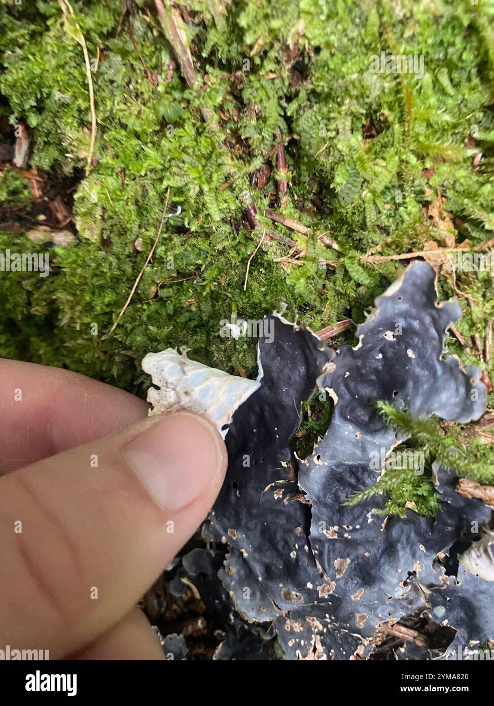 membranous pelt lichen (Peltigera membranacea Stock Photo - Alamy