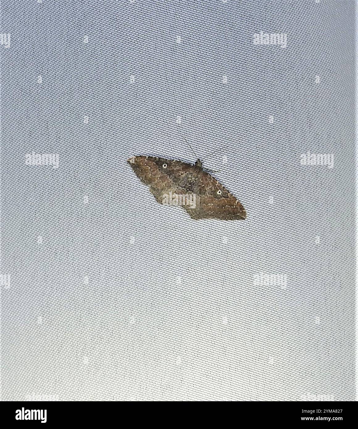 Gem Moth (Orthonama obstipata Stock Photo - Alamy