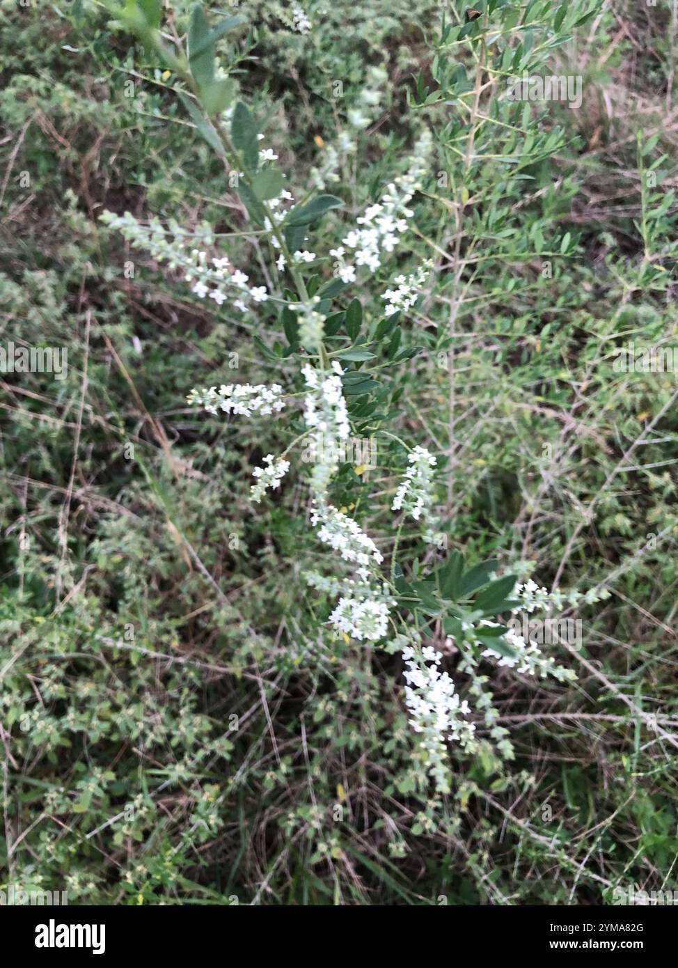 Texas Kidneywood (Eysenhardtia texana Stock Photo - Alamy