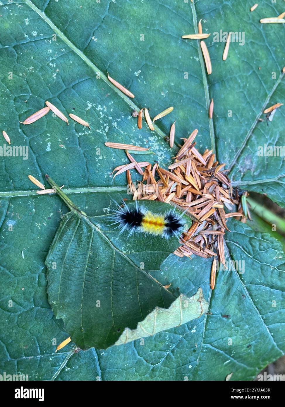 Spotted Tussock Moth (Lophocampa maculata Stock Photo - Alamy