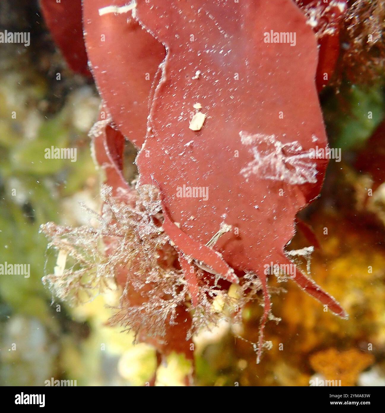red algae (Rhodophyta Stock Photo - Alamy