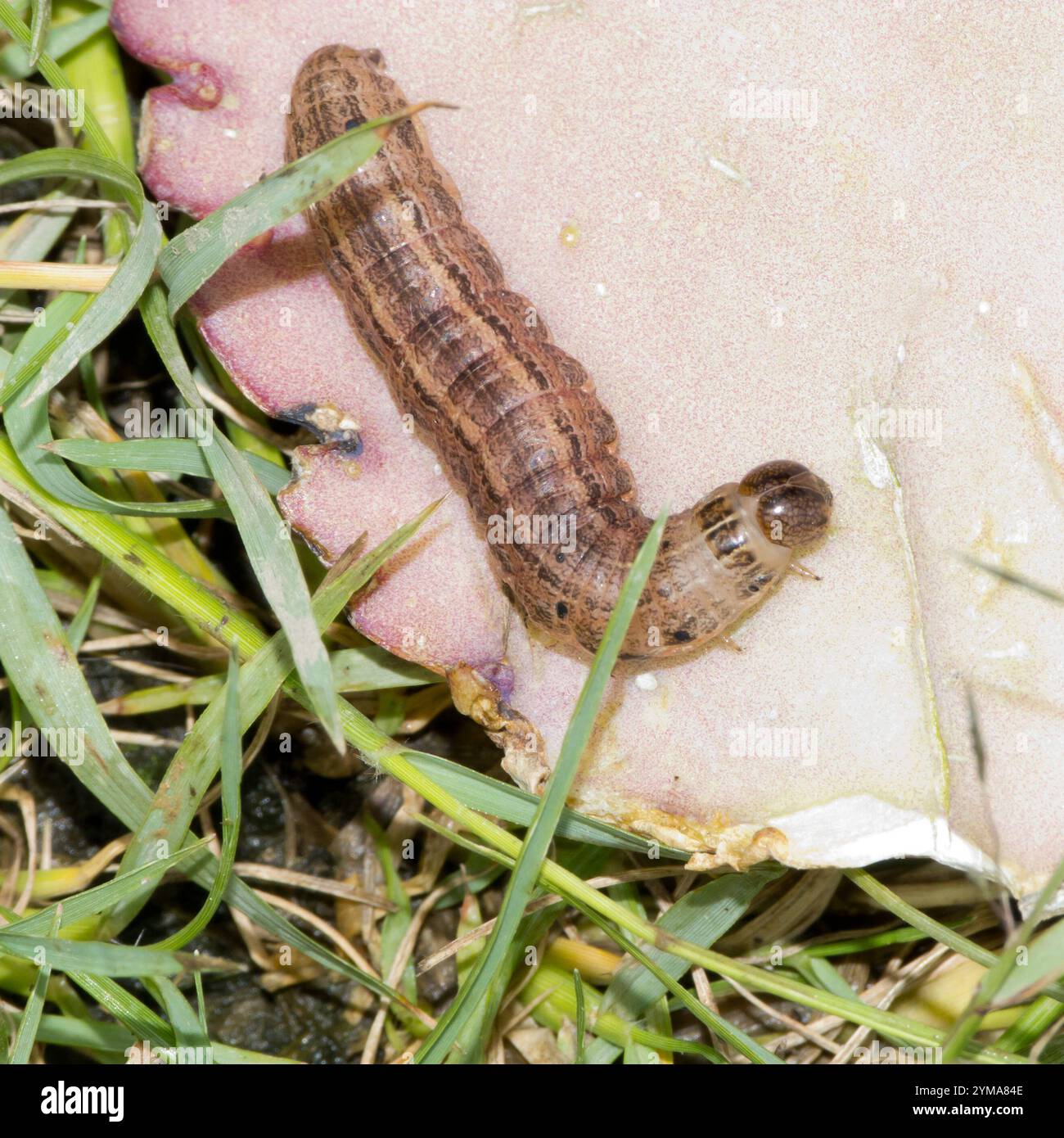 Armyworm Moths (Spodoptera Stock Photo - Alamy