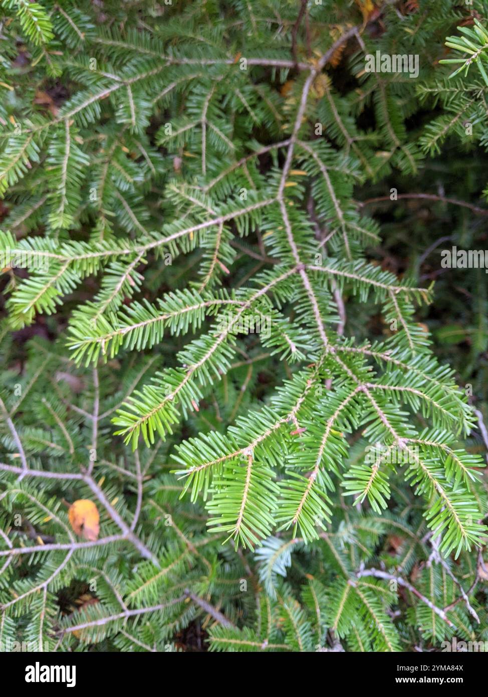 balsam fir (Abies balsamea Stock Photo - Alamy