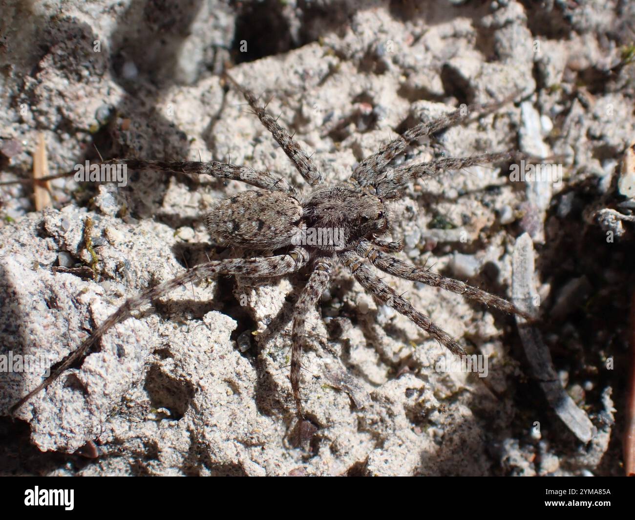 Thin-legged Wolf Spiders (Pardosa Stock Photo - Alamy
