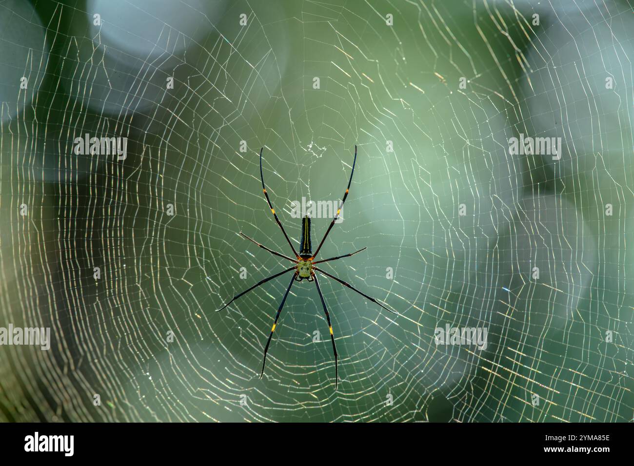 Giant Wood Spider in its intricate orb web – a glimpse into the rich ...