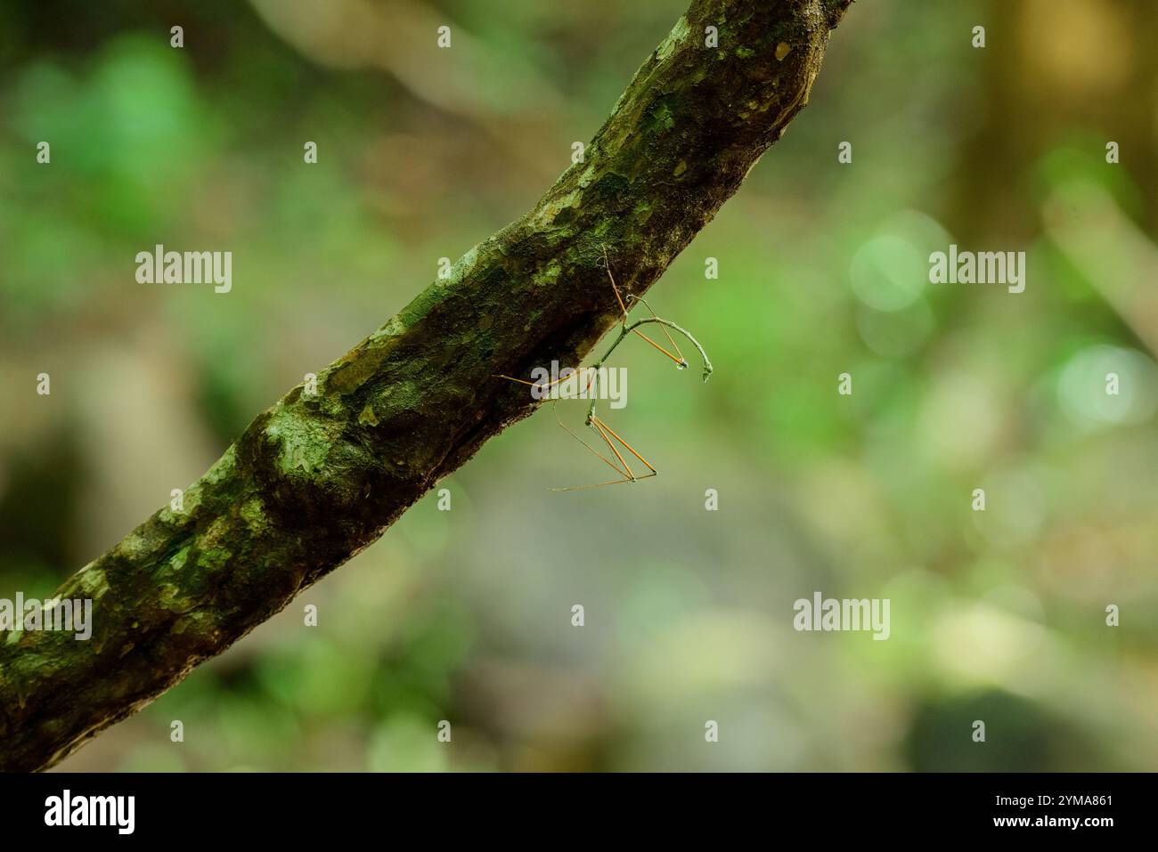 Insect vazhachal forest hi-res stock photography and images - Alamy