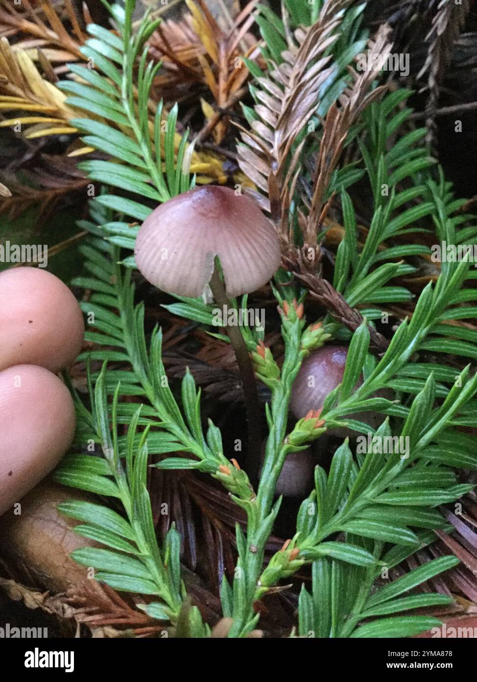 purple-edge bonnet (Mycena purpureofusca Stock Photo - Alamy
