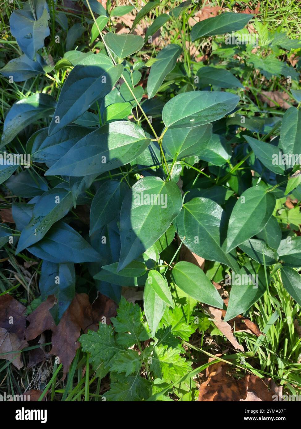 dog-strangling vines (Vincetoxicum Stock Photo - Alamy