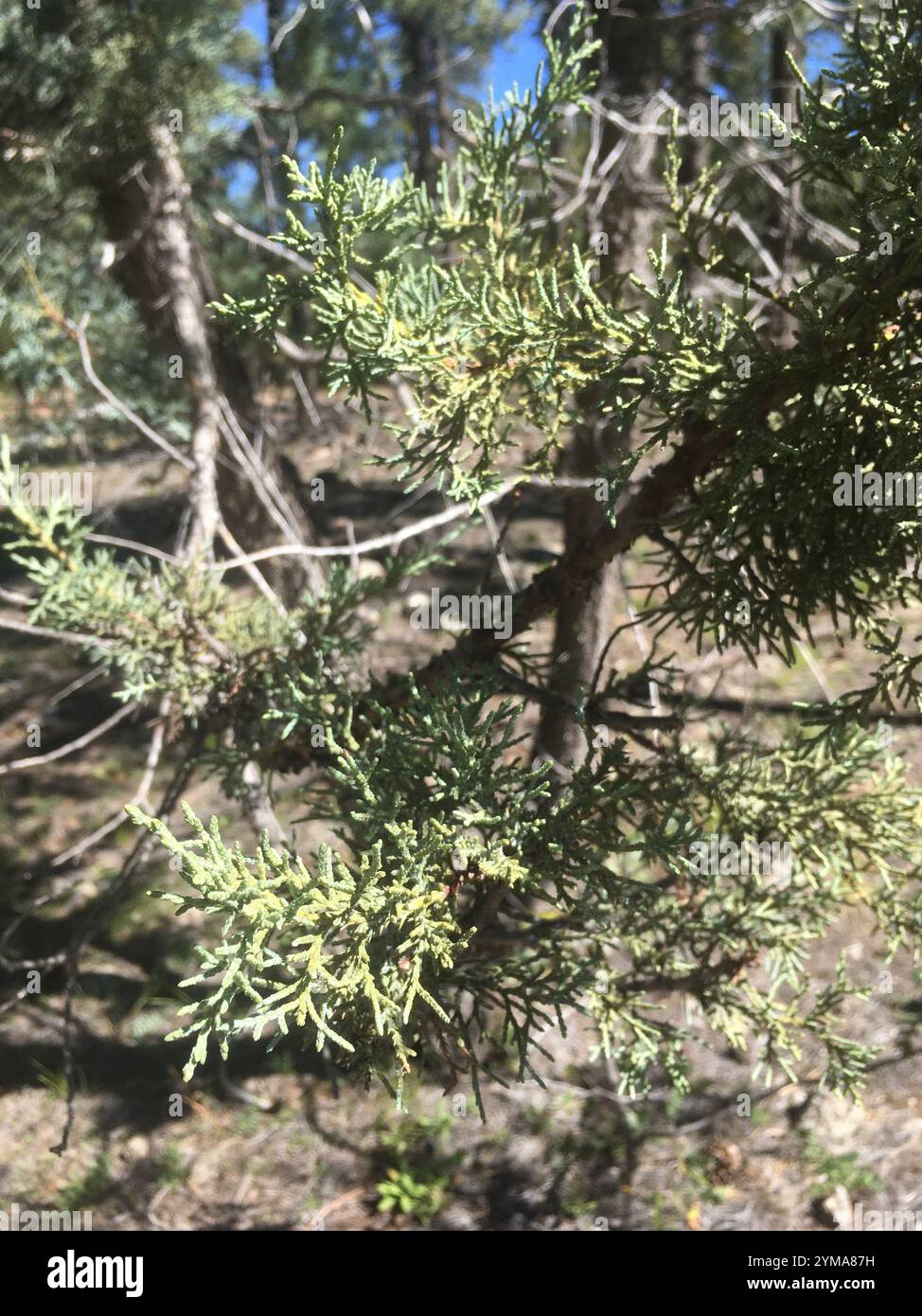 alligator juniper (Juniperus deppeana Stock Photo - Alamy