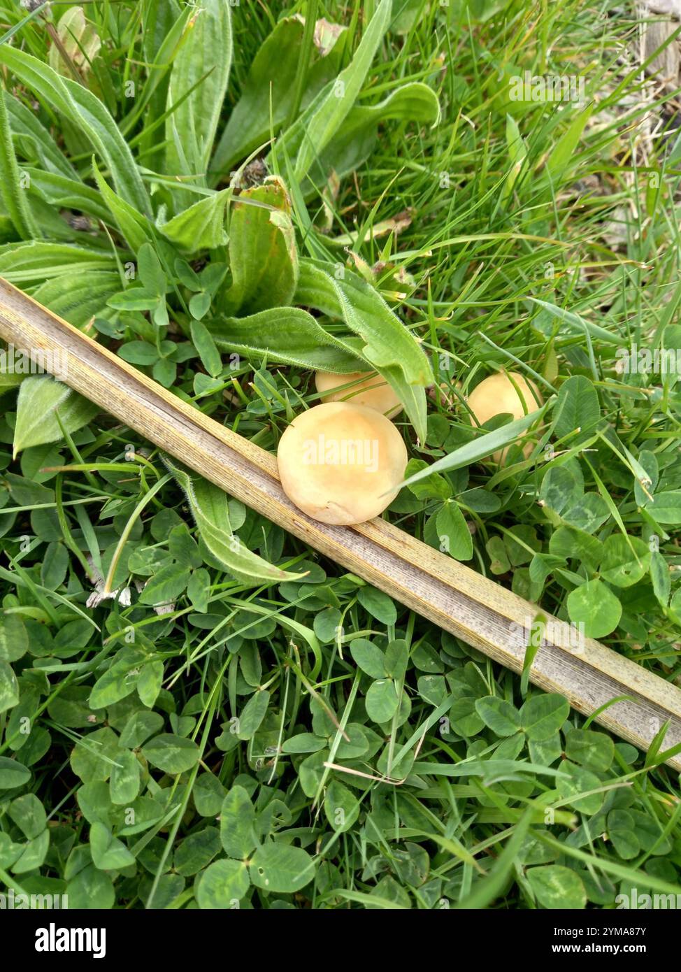 Spring Fieldcap (Agrocybe praecox Stock Photo - Alamy