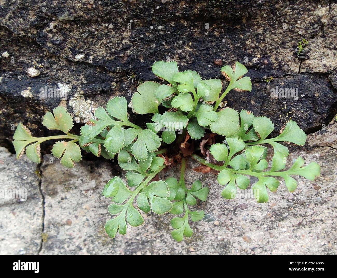 wall-rue (Asplenium ruta-muraria Stock Photo - Alamy