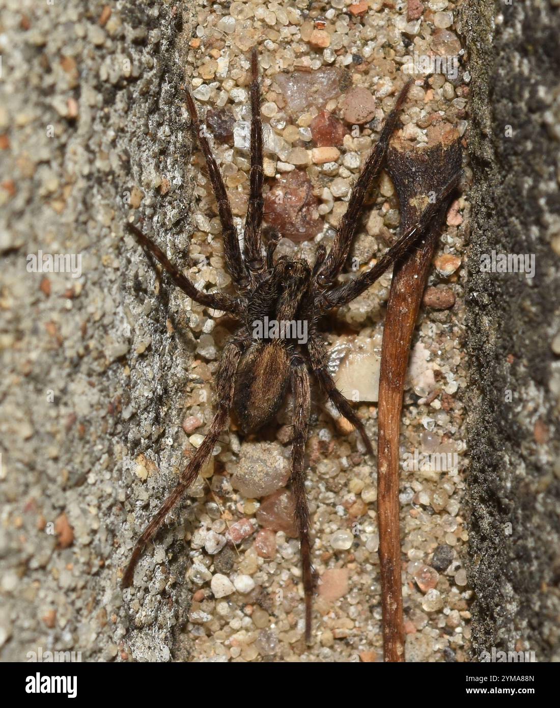 Thin-legged Wolf Spiders (Pardosa Stock Photo - Alamy