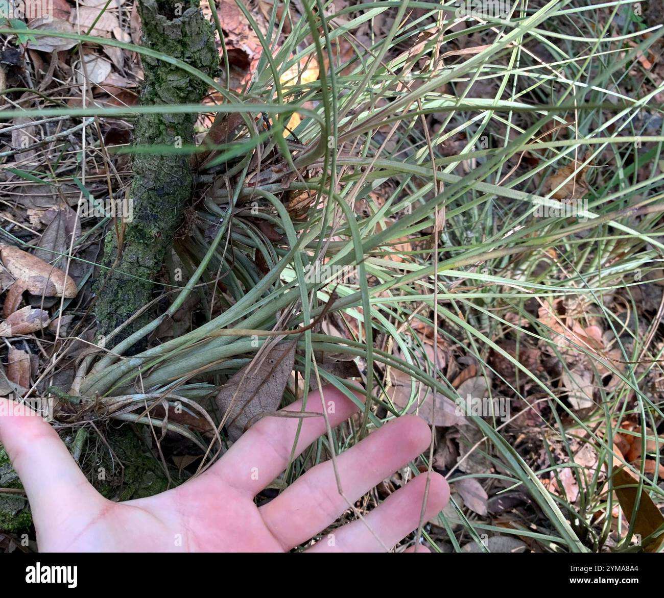 Manatee River airplant (Tillandsia simulata Stock Photo - Alamy