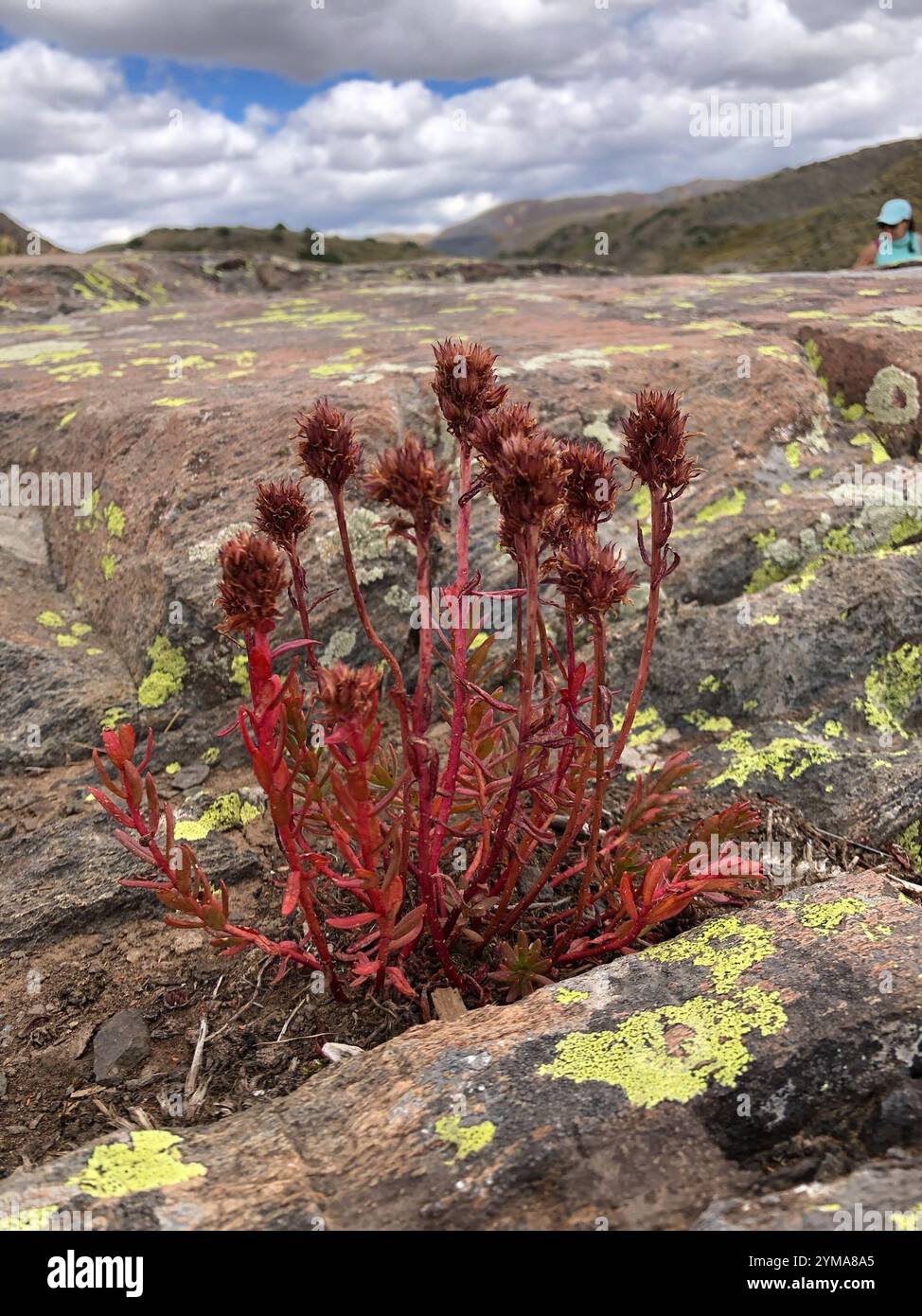 Queen's Crown (Rhodiola rhodantha Stock Photo - Alamy